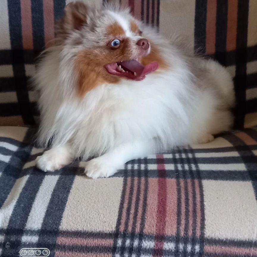 Шпиц лиловый Мерле с подпалом