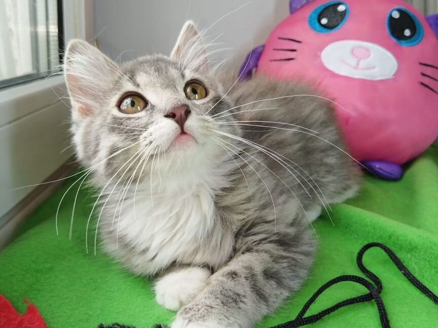 Пушистое чудо