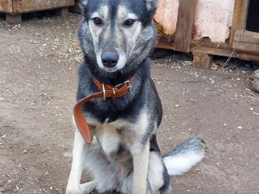 Собака в добрые руки