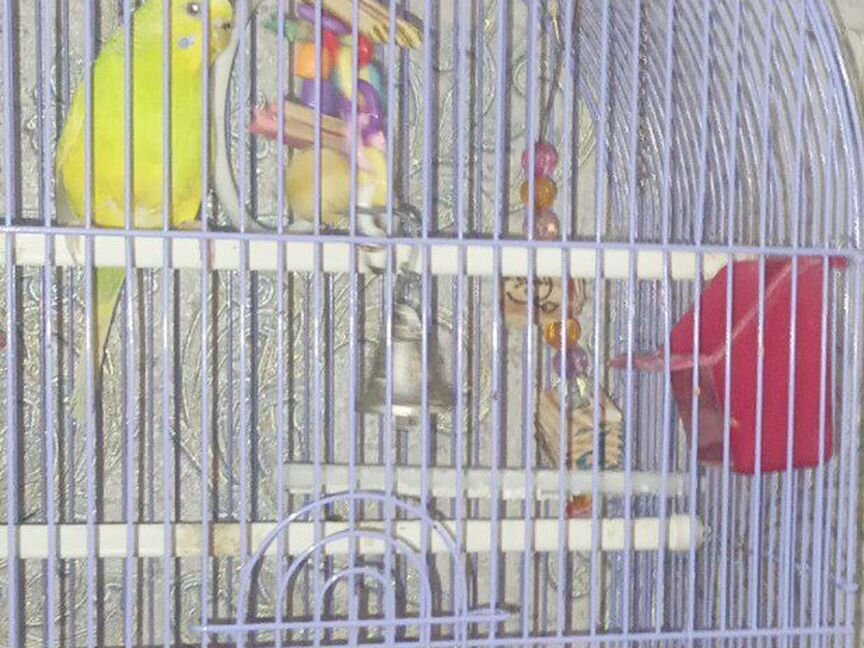 Попугай Кира