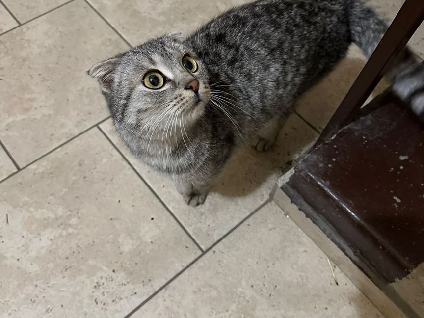 Шотландская (скоттиш фолд) девочка
