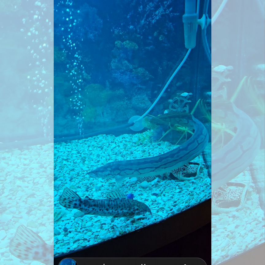 Мастацембелус