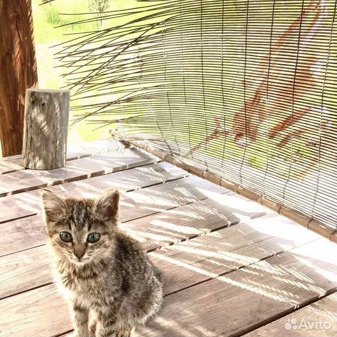 Котёнок Мики