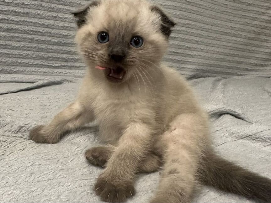 Вислоухие котята