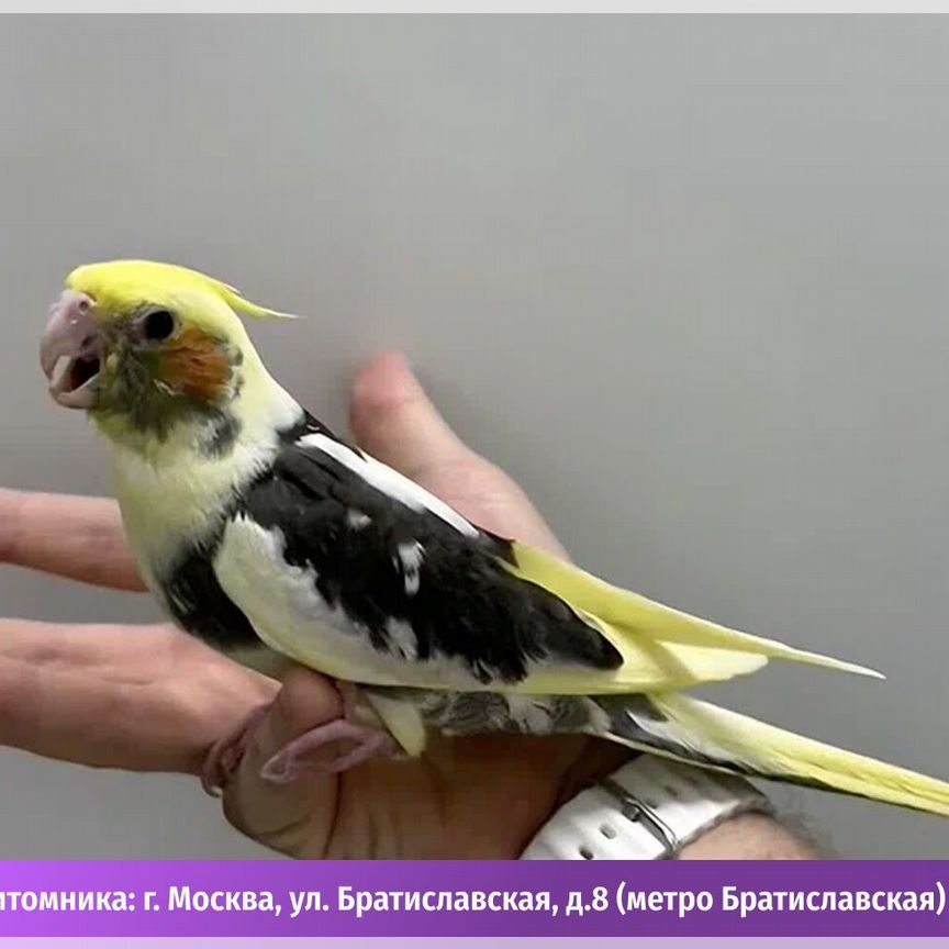 Попугай Корела подросток