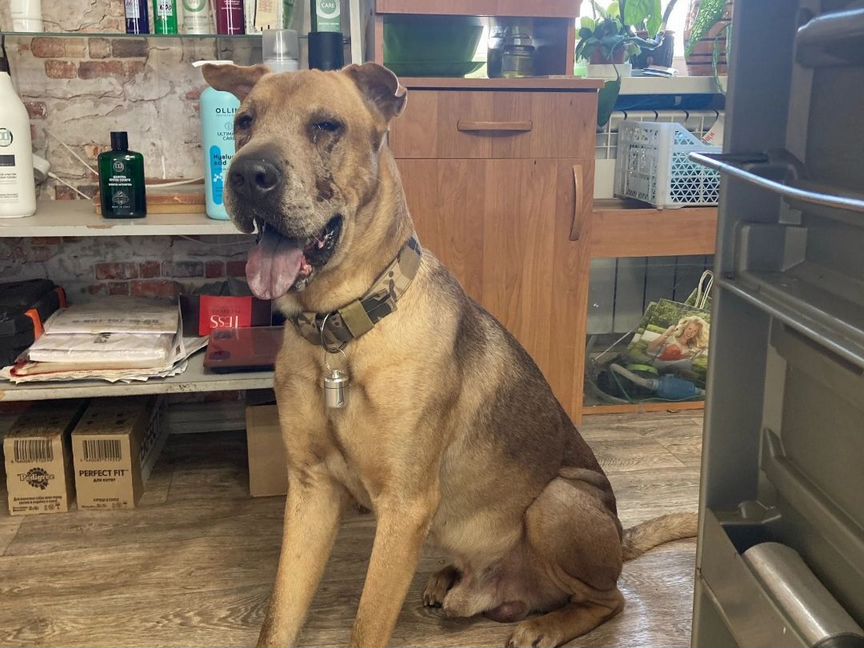 Терри из Белгорода в добрые руки