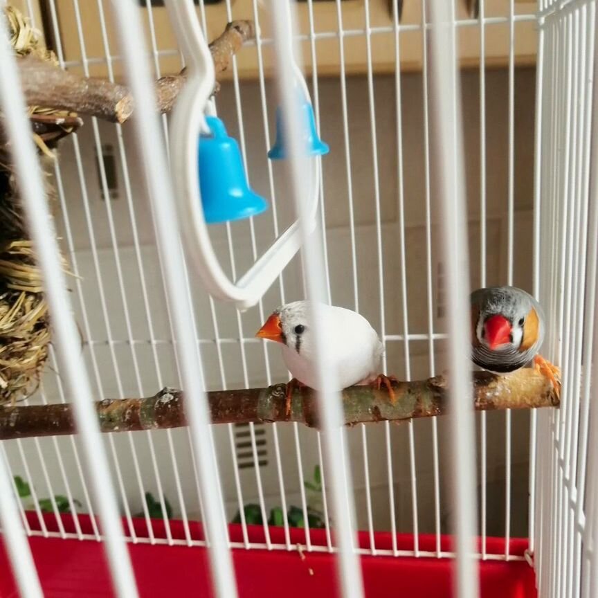 Амадины, состоявшаяся пара. Возраст 5- месяцев