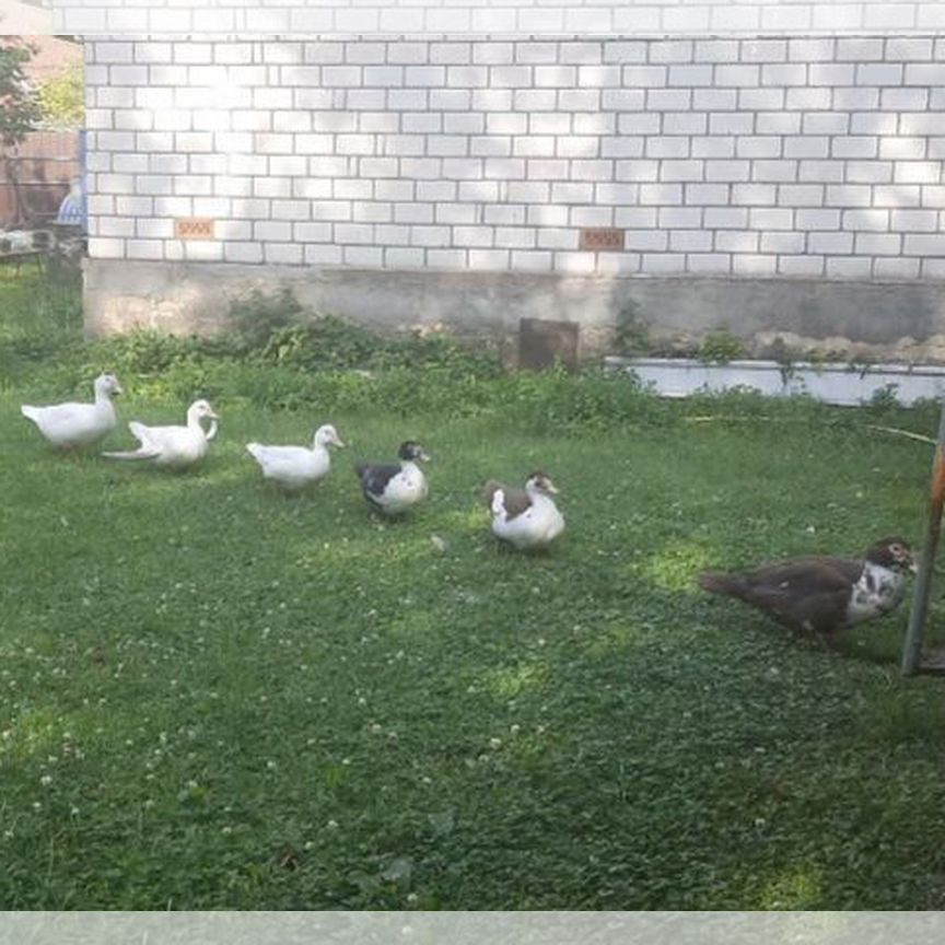 Мускусные утки