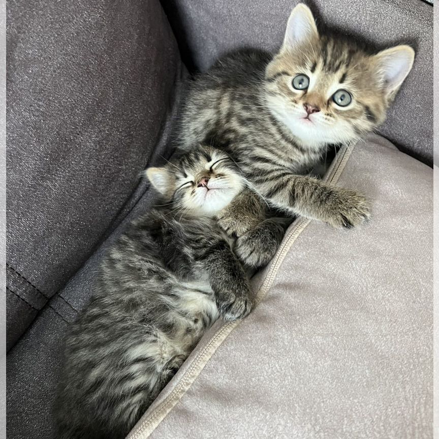 Котята в добрые руки бесплатно