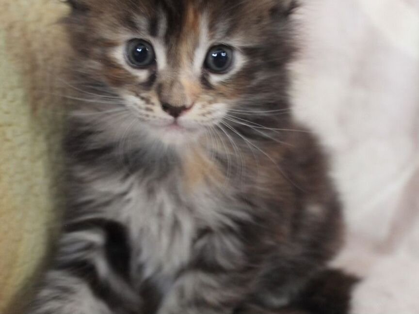 Котята мейн-кун