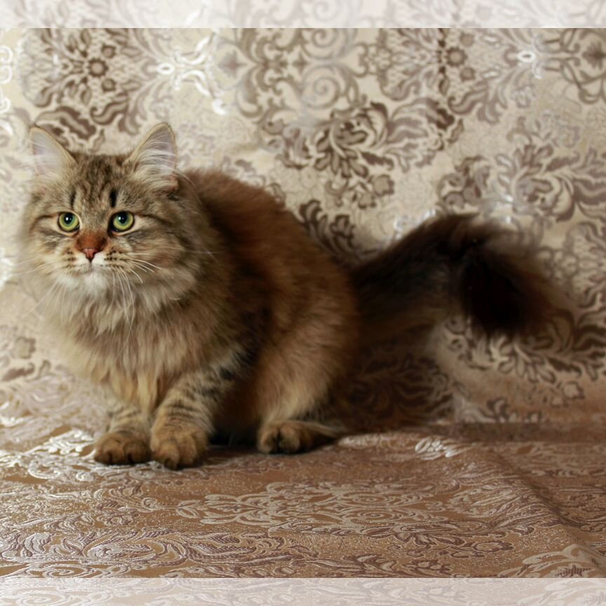Сибирский котик