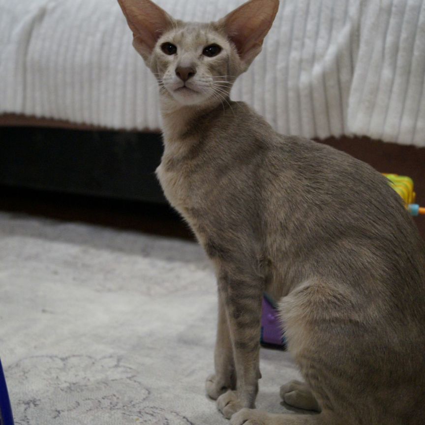 Отдам ориентальную кошку