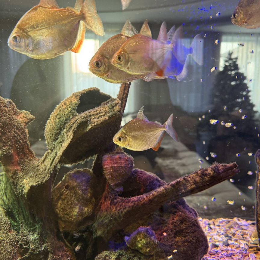 Аквариумные рыбы крупные