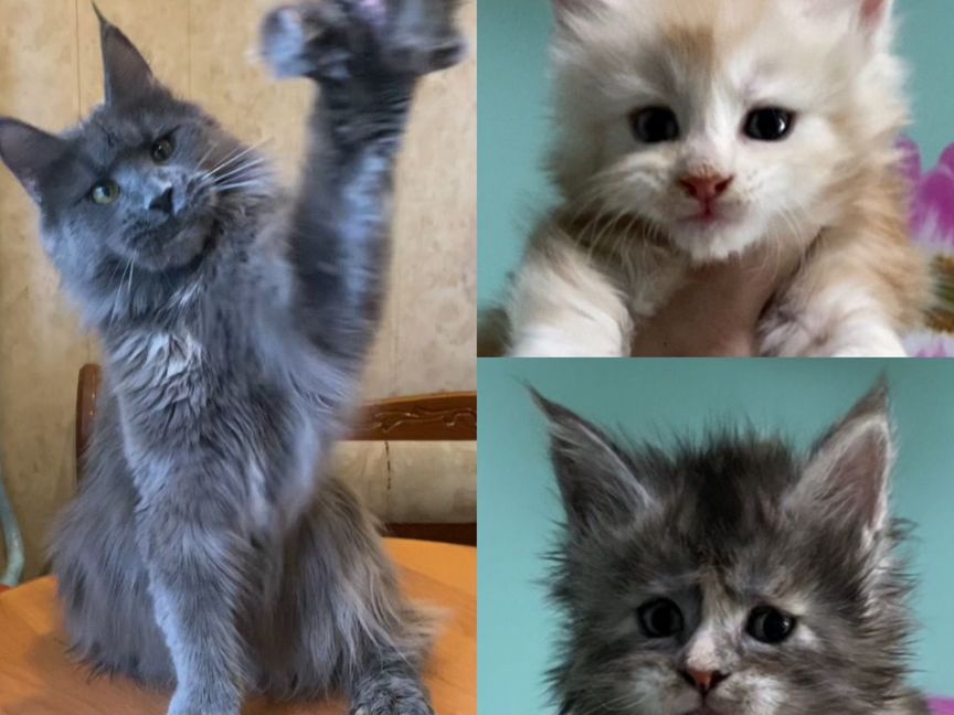 Котята полидакты и классики