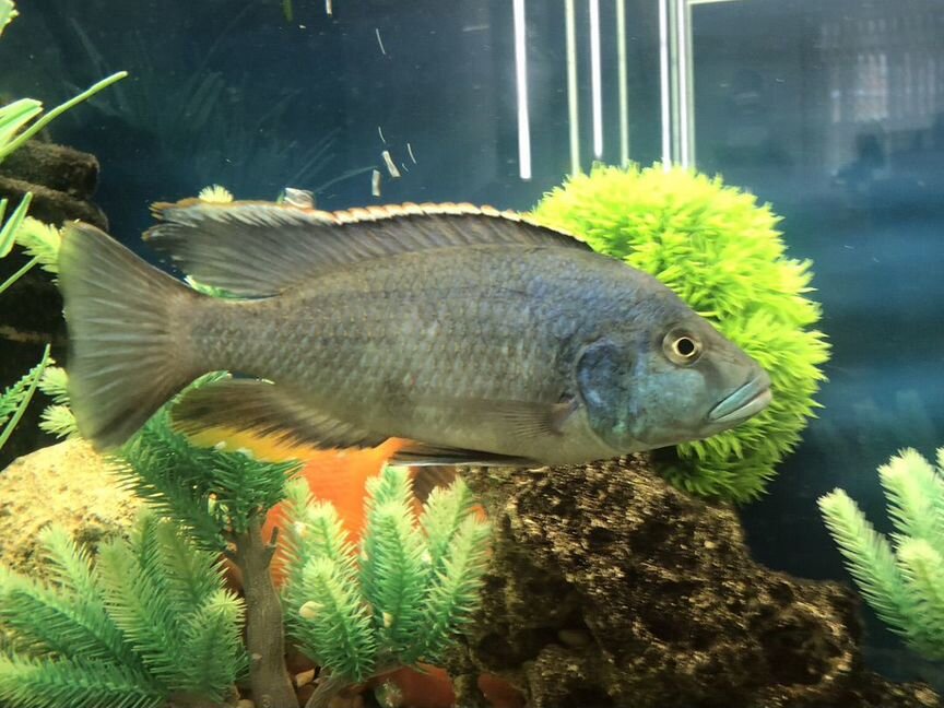 Малавийская цихлида каданго