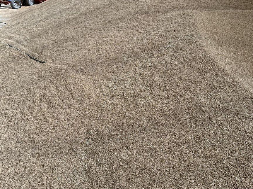 Пшеница озимая