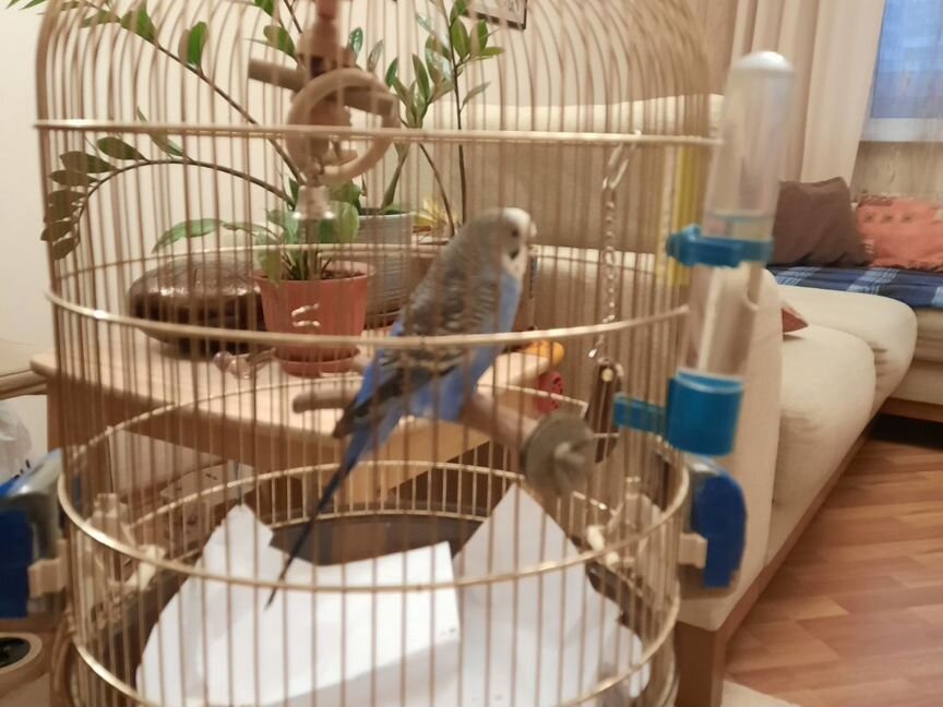 Отдам попугая (мальчик) с клеткой