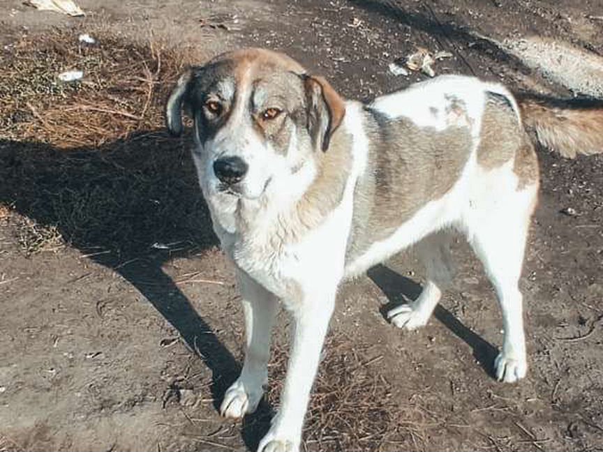 Красавица Белль (собака в добрые руки)