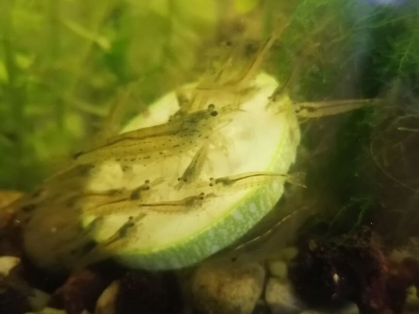 Криветки Амано, мох Тайвань