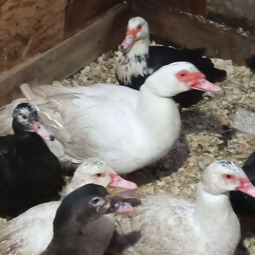 Продается индоутка селезень тяжелой линии