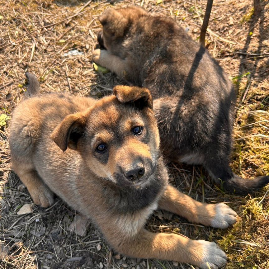 Щенок в добрые руки