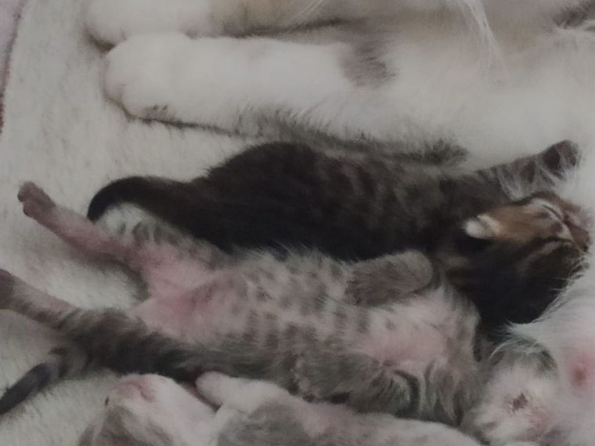 Котята персы экзоты