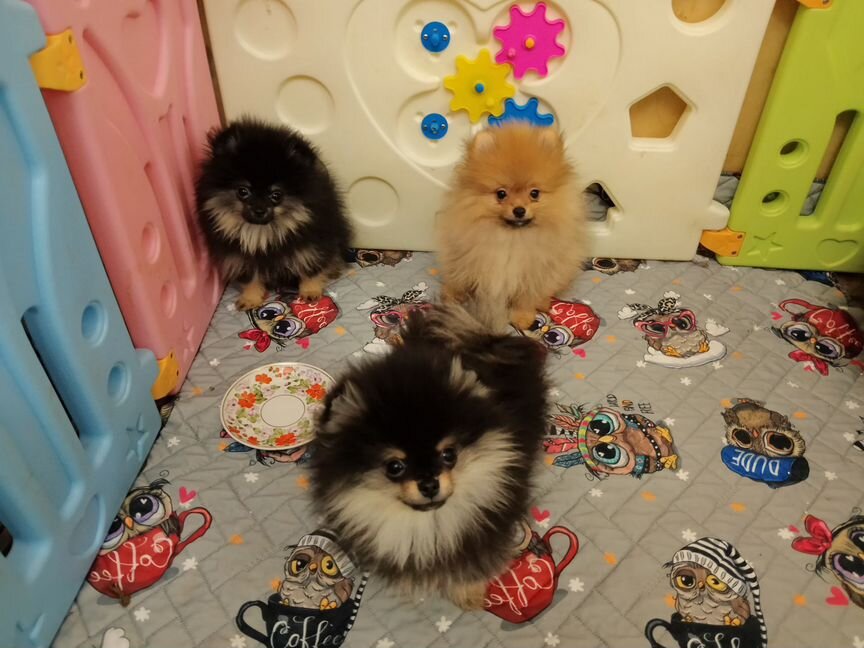 Мини померанцы