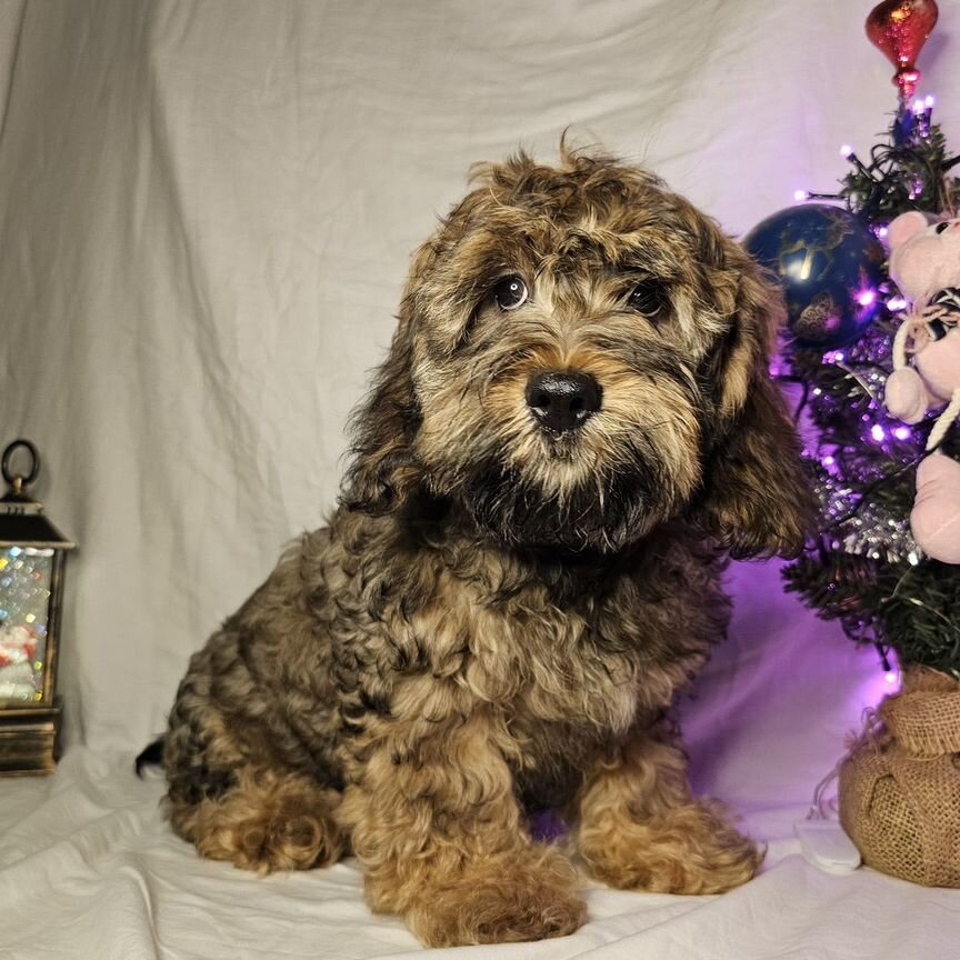 Щенки кокопу