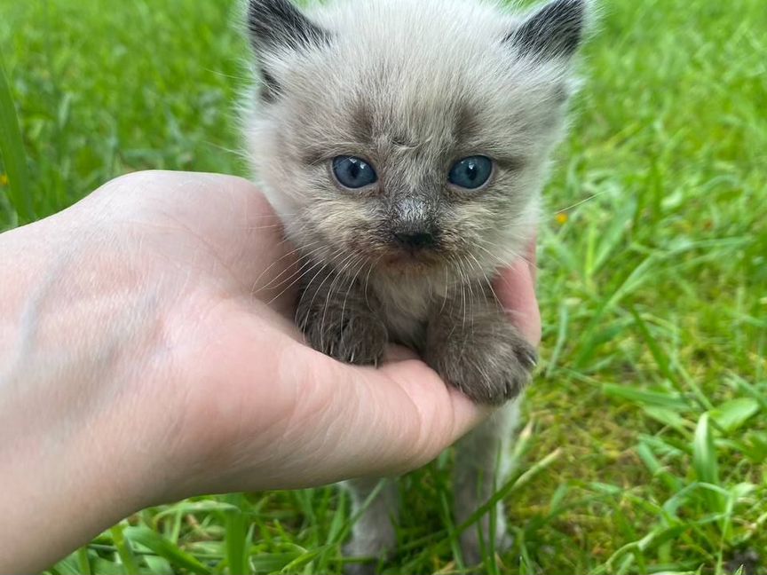 Котенок в добрые руки