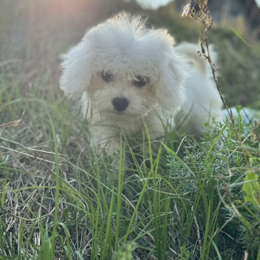 Бишон фризе