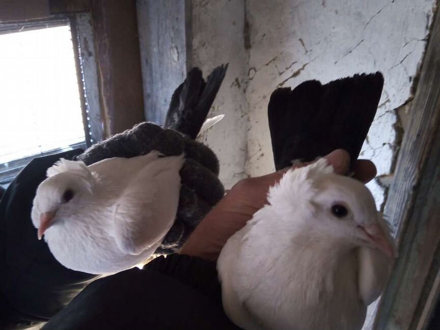 Продажа голубей