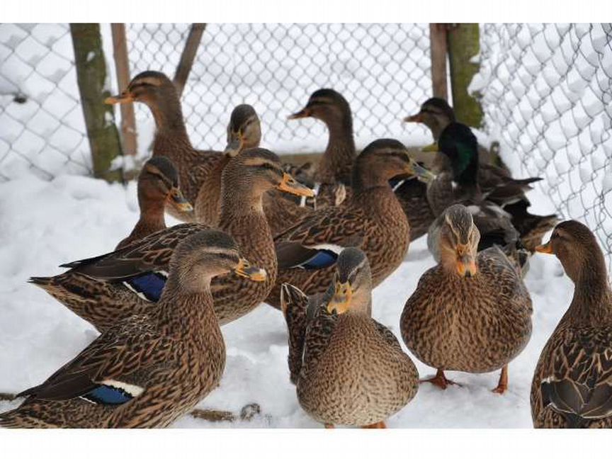 Подсадные утки