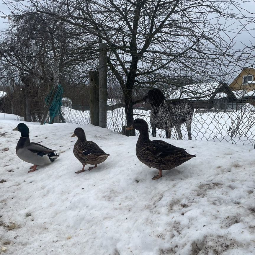 Подсадные утки для охоты