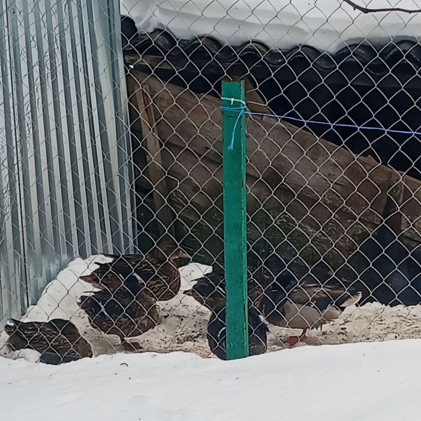 Подсадные утки для охоты