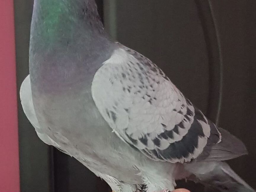 Продажа голубей