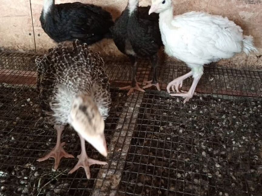 Индюк Ставропольский