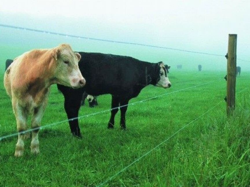 Электропастух