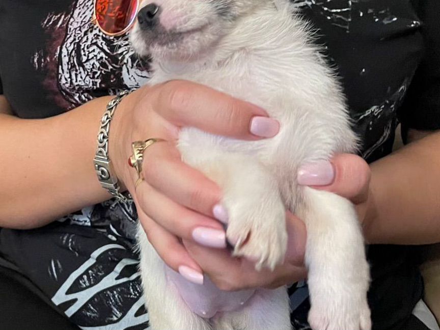 Щенки чихуахуа