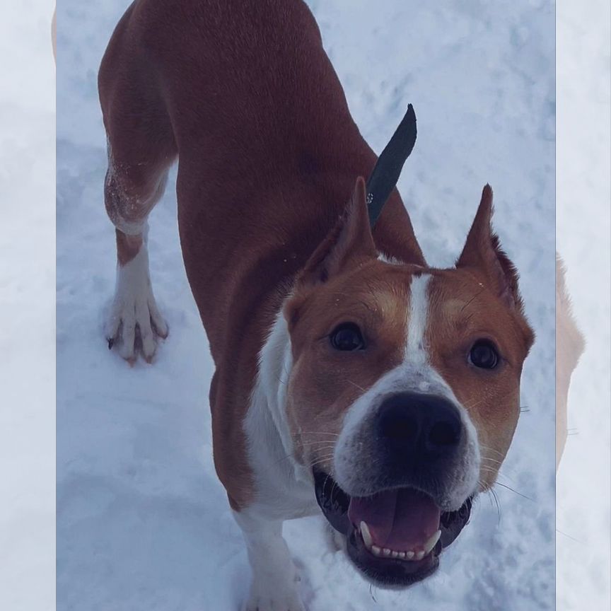 Американский стаффордширский терьер, взрослый пёс