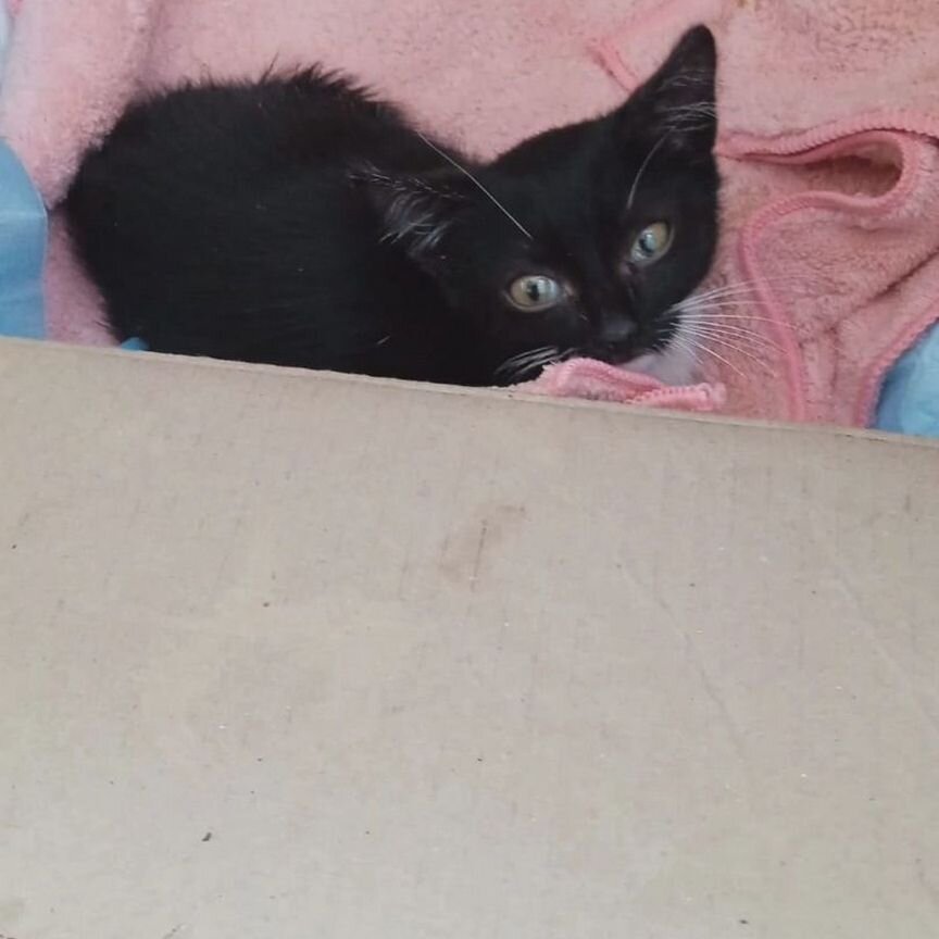 Отдам котенка в добрые руки, мальчик