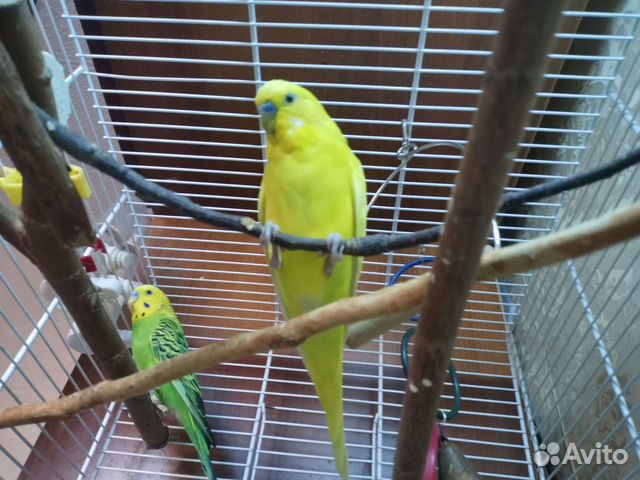 Волнистый попугай ручные