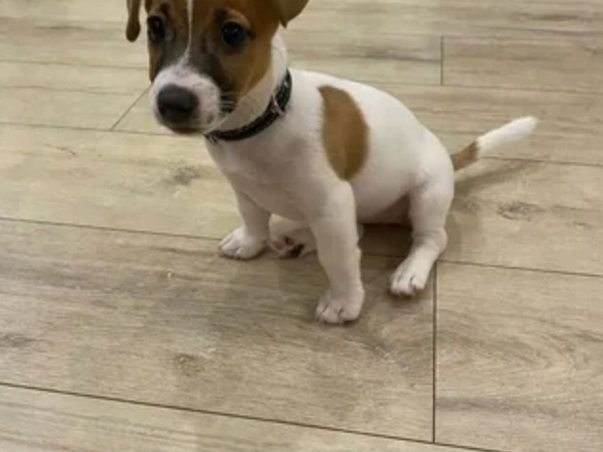 Джек Рассел терьер