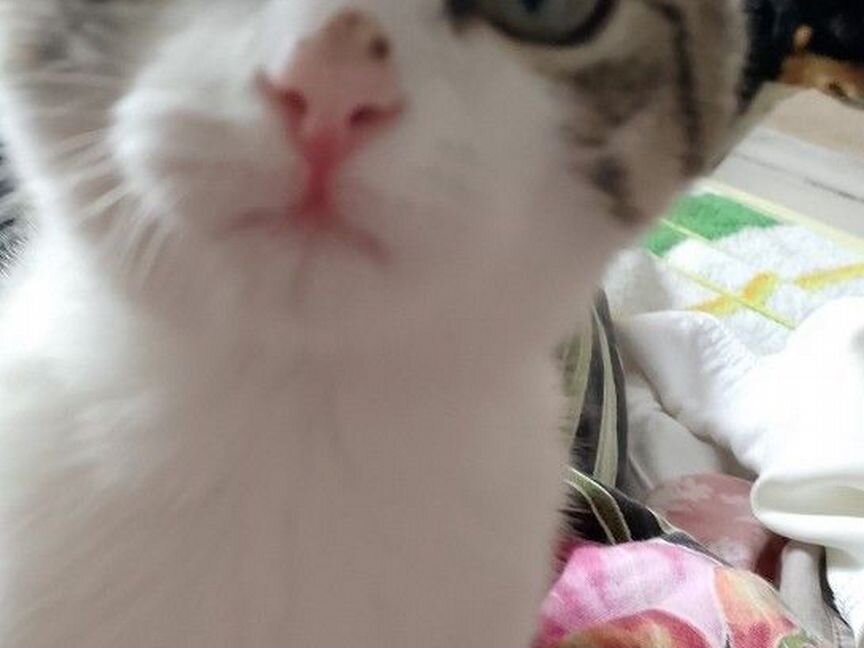 Потеряшку В добрые руки