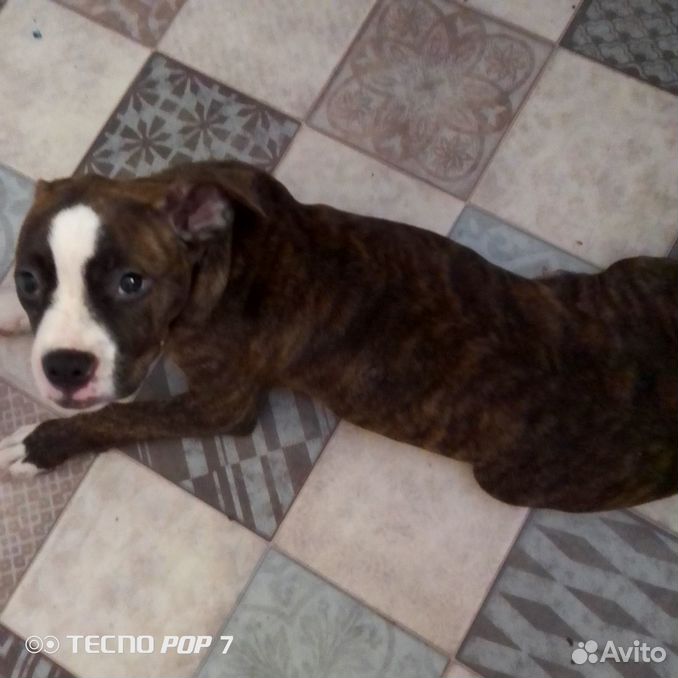 Стаффорд щенки девочки