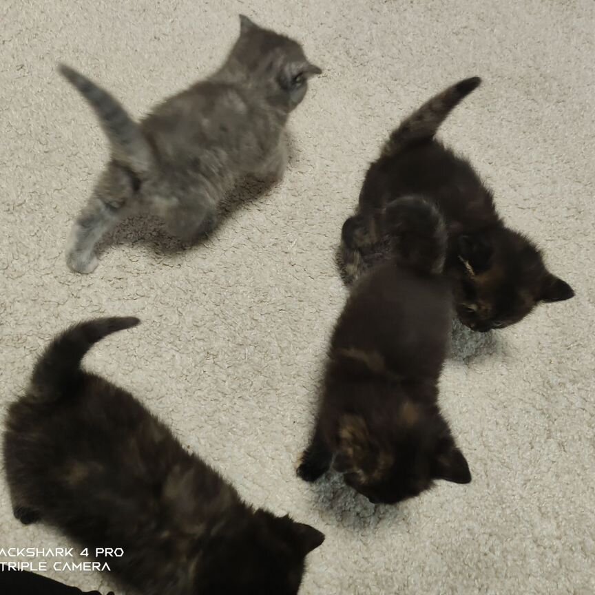 Отдам котят в добрые руки