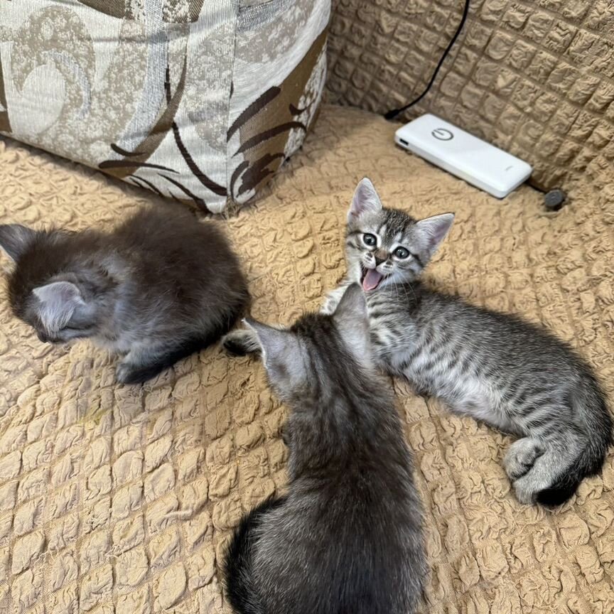 Котята в добрые руки