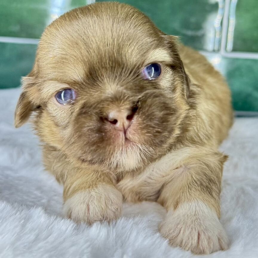 Ши-тцу, щенок