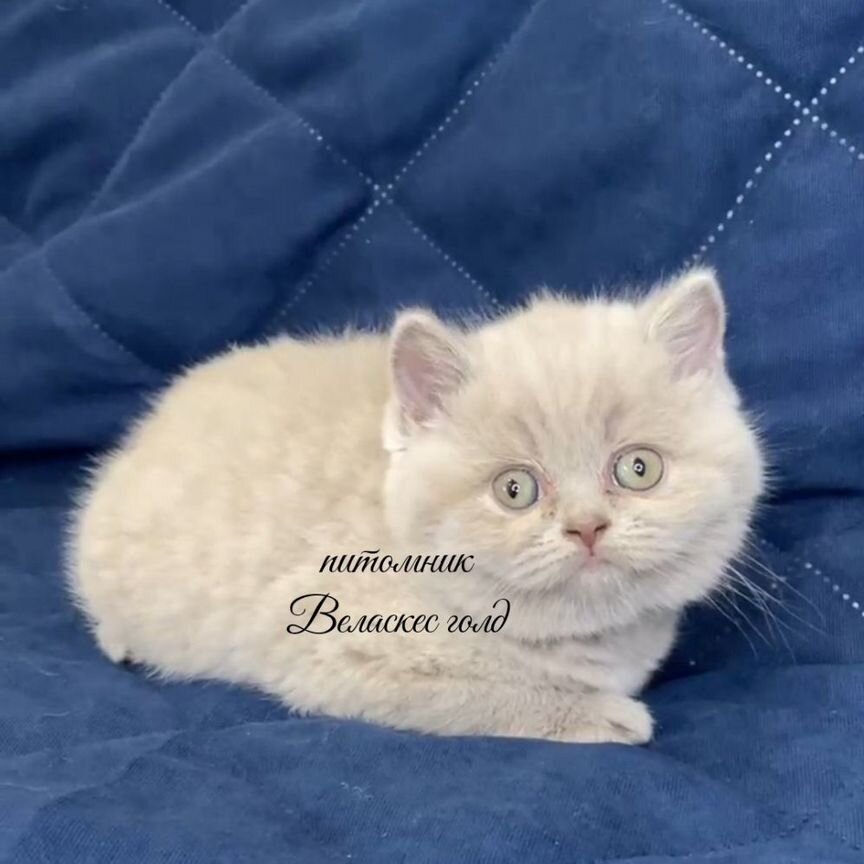 Лиловая британская плюшка