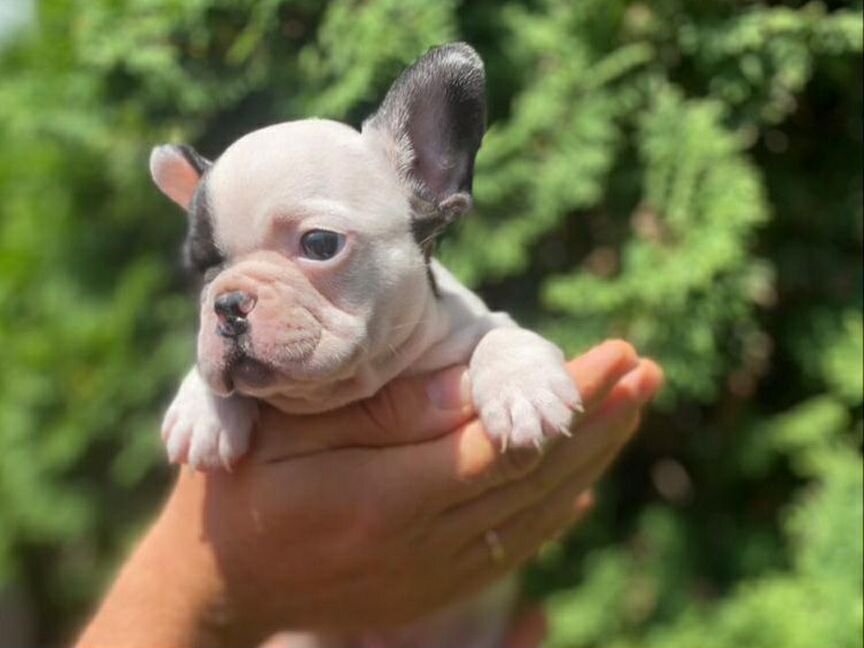 Французский бульдог щенки