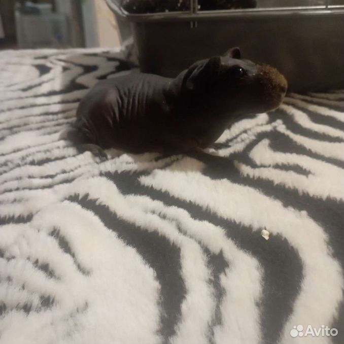 Морская свинка скинни